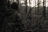 Turkey Trail Cameras — Strut Zones & Roosts | BestTrailCamera